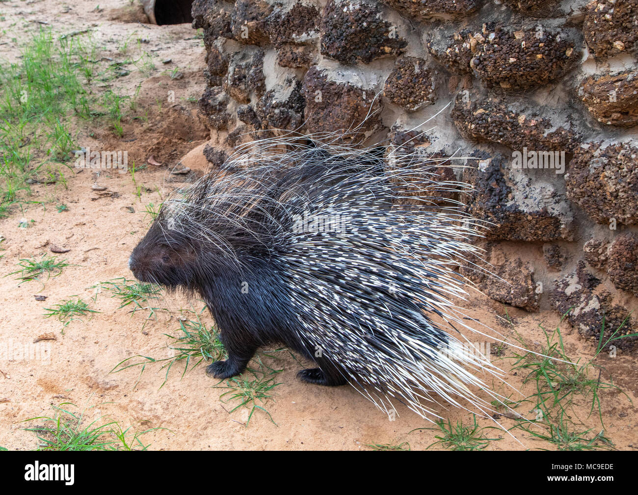 18 year old Cape Crested Porcupine on a farm at Namibia during summer ...