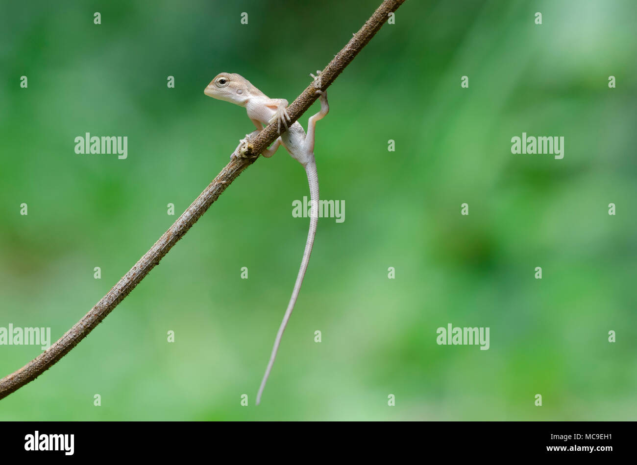 lizard resting on twig Stock Photo - Alamy