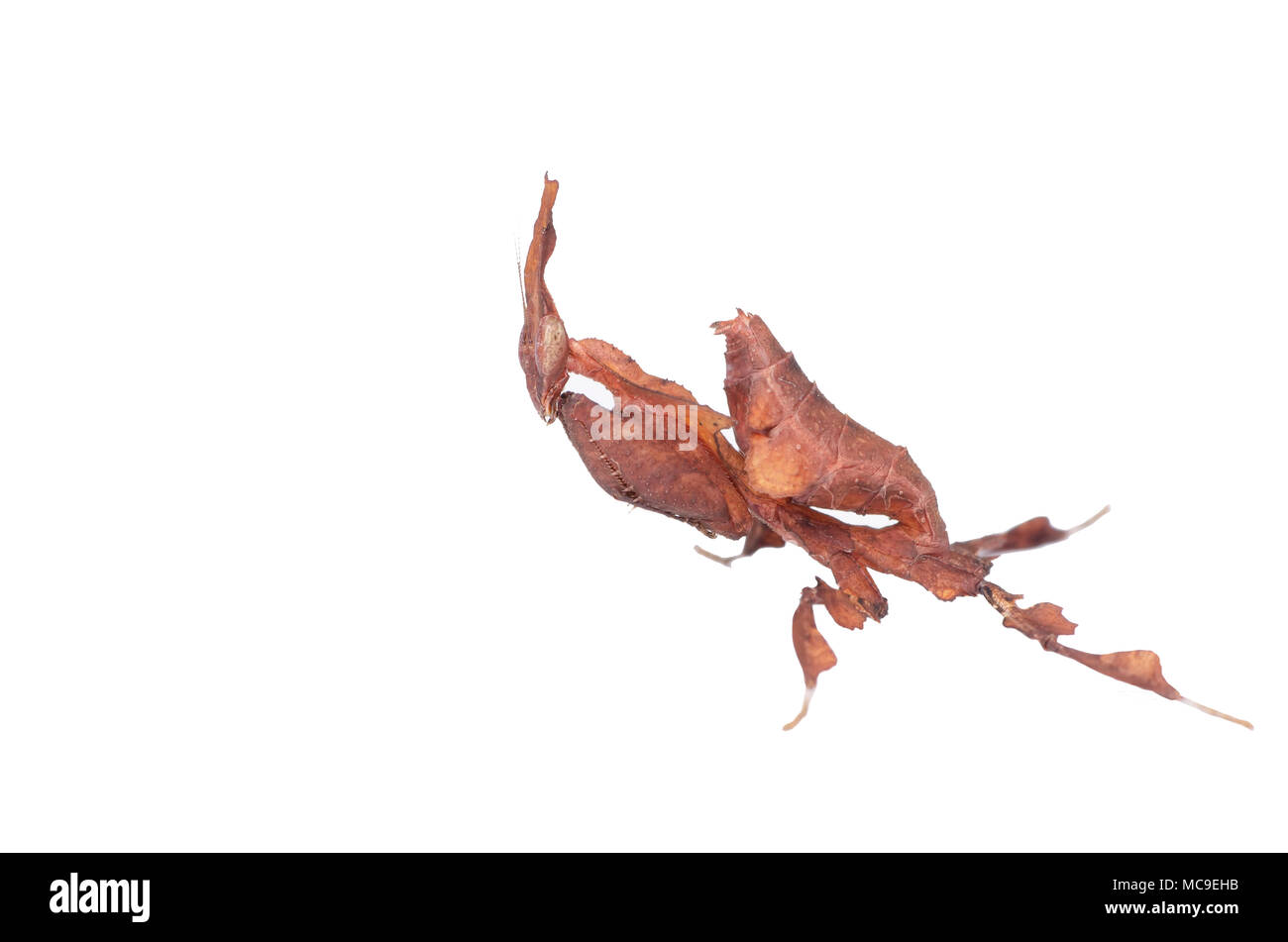 Ghost praying mantis hi-res stock photography and images - Alamy