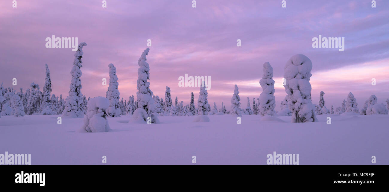 Snowy landscape in Lapland. Muonio, Finland Stock Photo - Alamy
