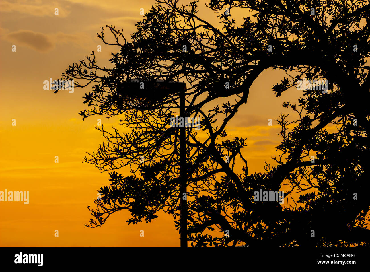 Silhouette of trees on colorful sunset, tree silhouette at orange ...