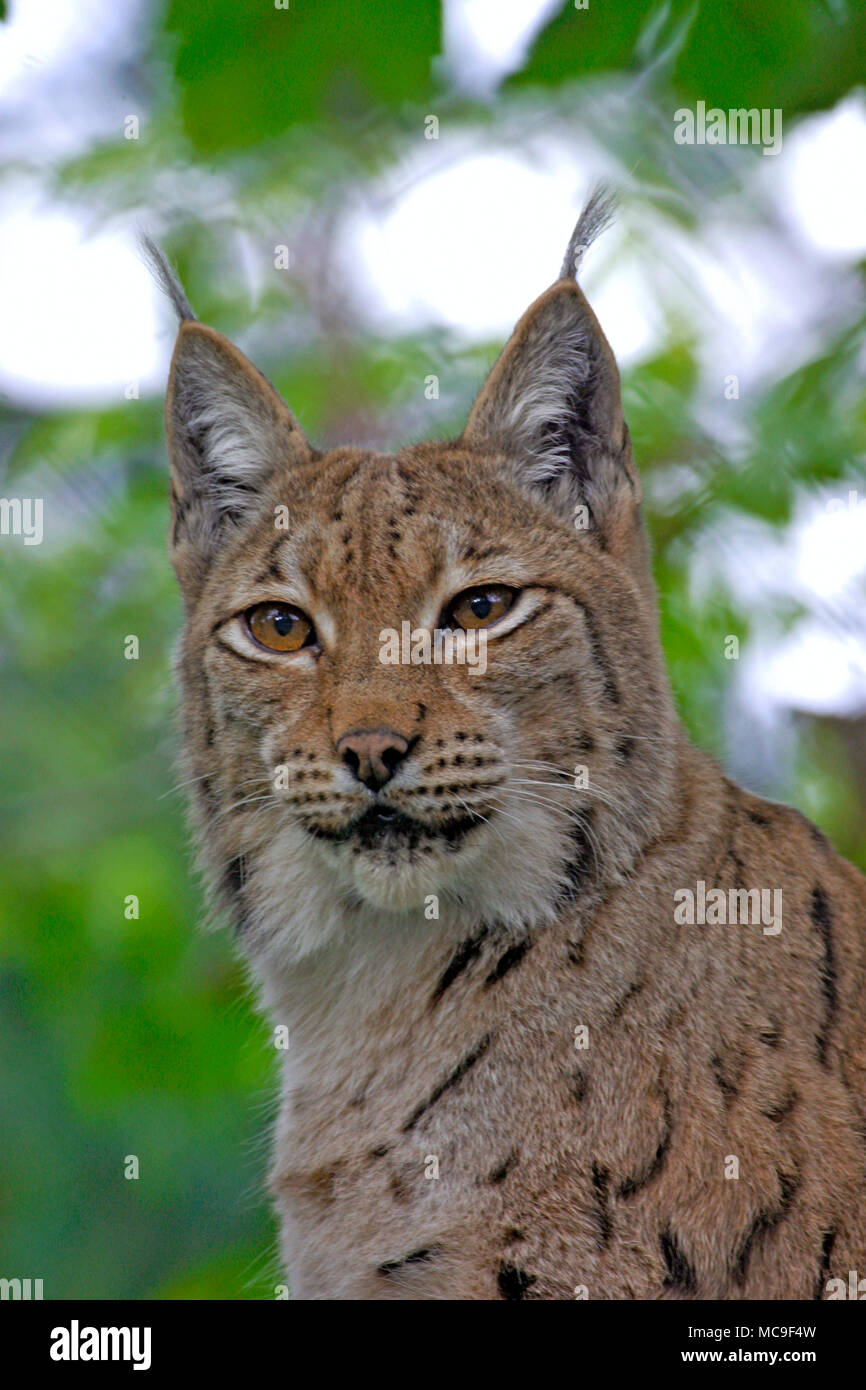 Eurasian lynx portrait hi-res stock photography and images - Alamy