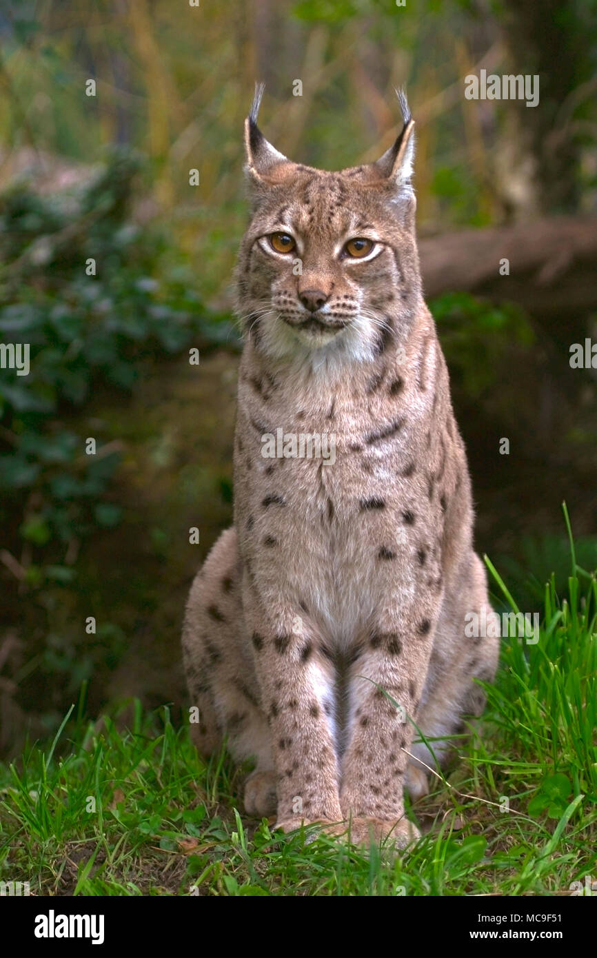 Sitting lynx hi-res stock photography and images - Alamy