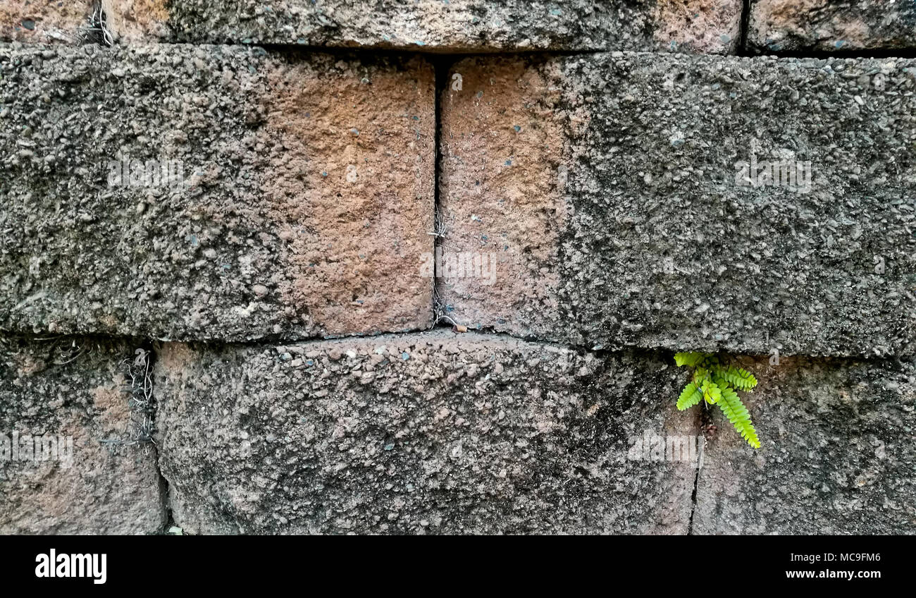 New growing plant bud from dirty brick wall as new hope Stock Photo - Alamy