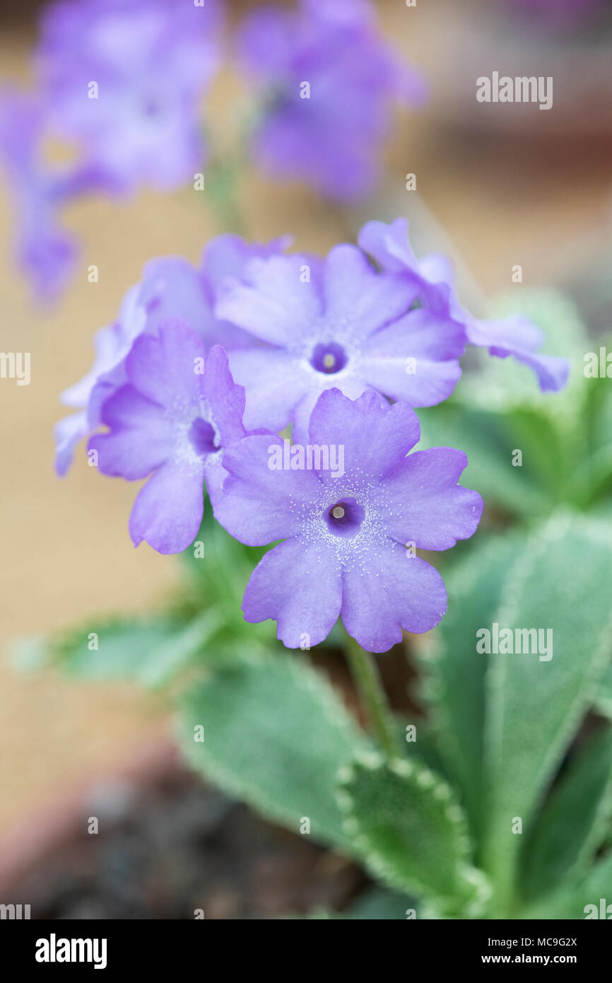 Silver flower petals hi-res stock photography and images - Alamy