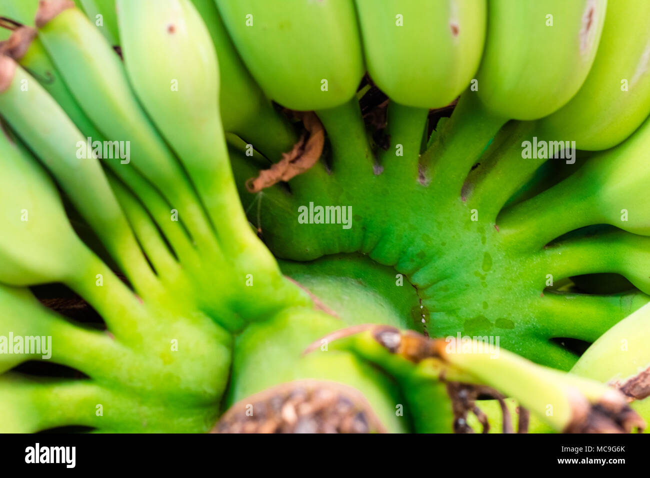 Banana isolate hi-res stock photography and images - Alamy