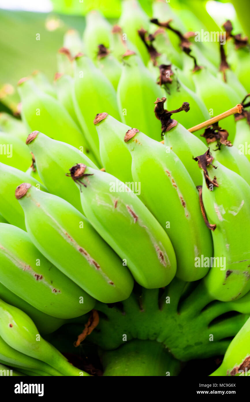 Cultivated banana isolate on background.Cost-up Stock Photo - Alamy