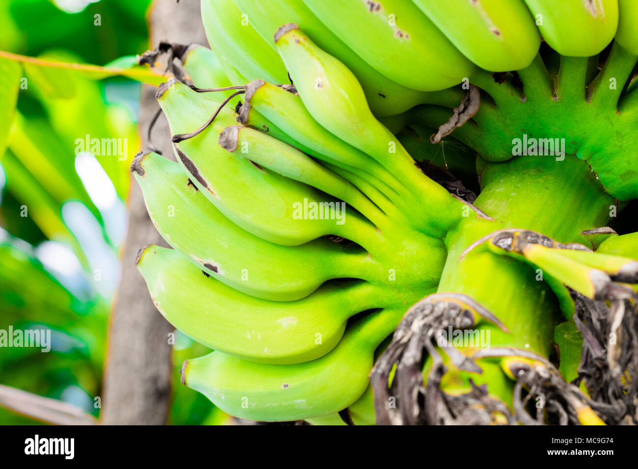 Cultivated banana isolate on background.Cost-up Stock Photo - Alamy