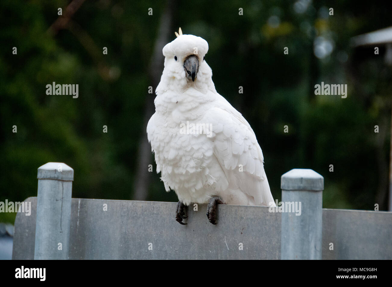 Big cockatoo hi-res stock photography and images - Alamy
