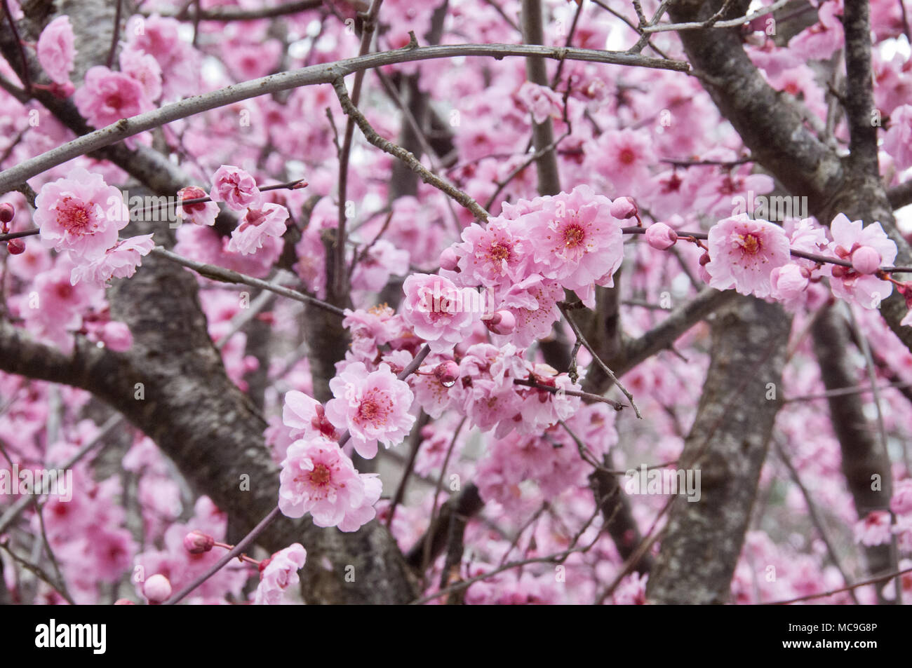 Sakura tree hi-res stock photography and images - Alamy