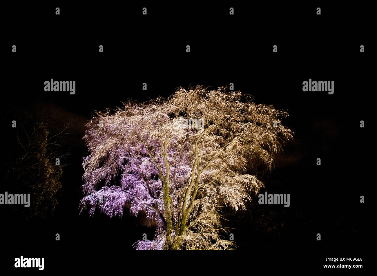 Glowing light of Sakura cherry blossom tree at night in Tokyo Japan ...