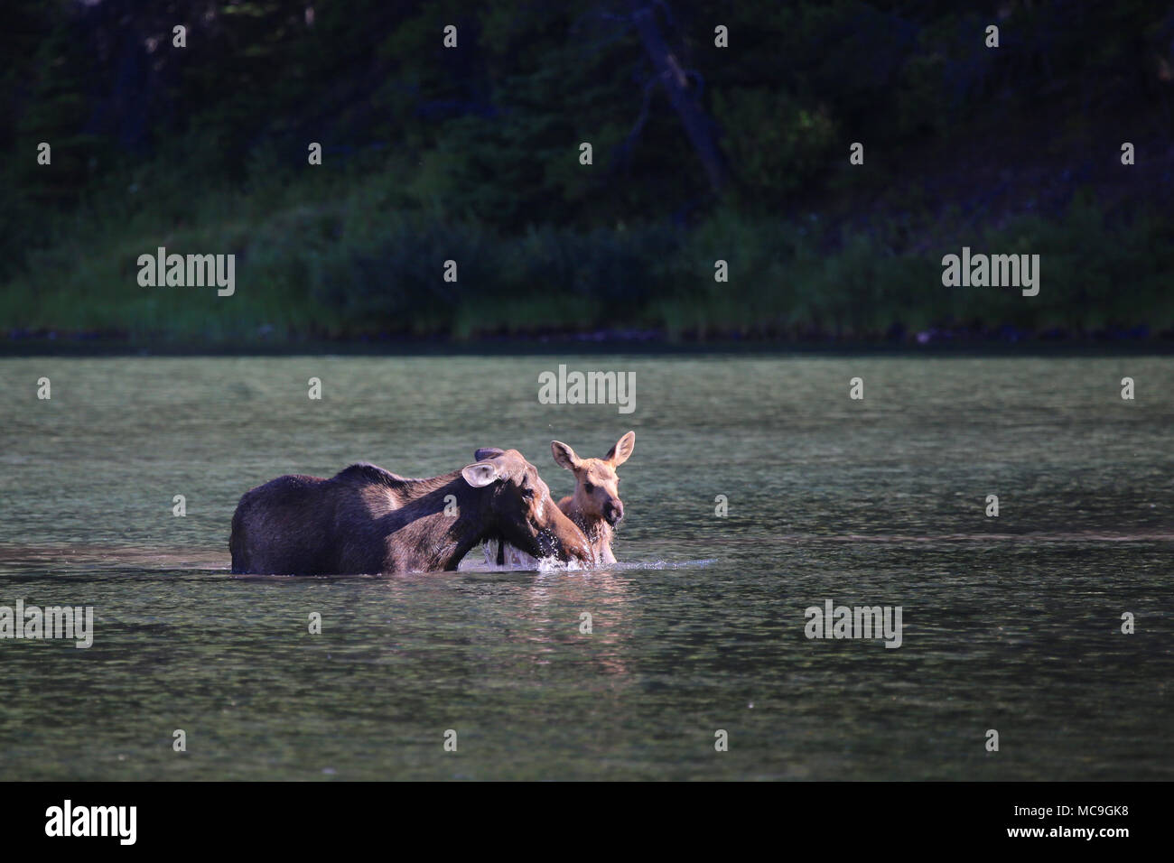 Moose and calf in lake in Glacier National Park Stock Photo - Alamy