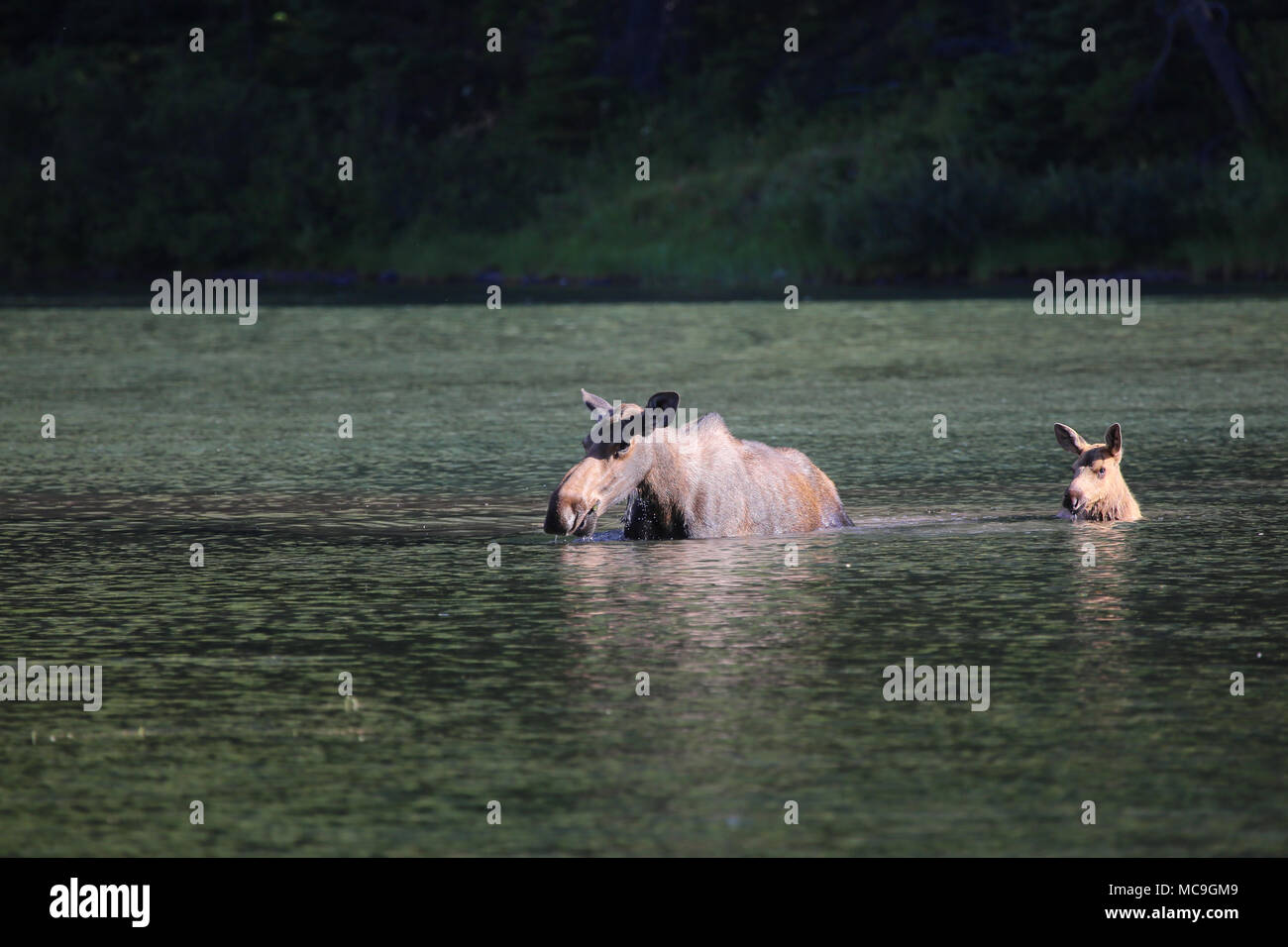 Moose swimming hi-res stock photography and images - Alamy