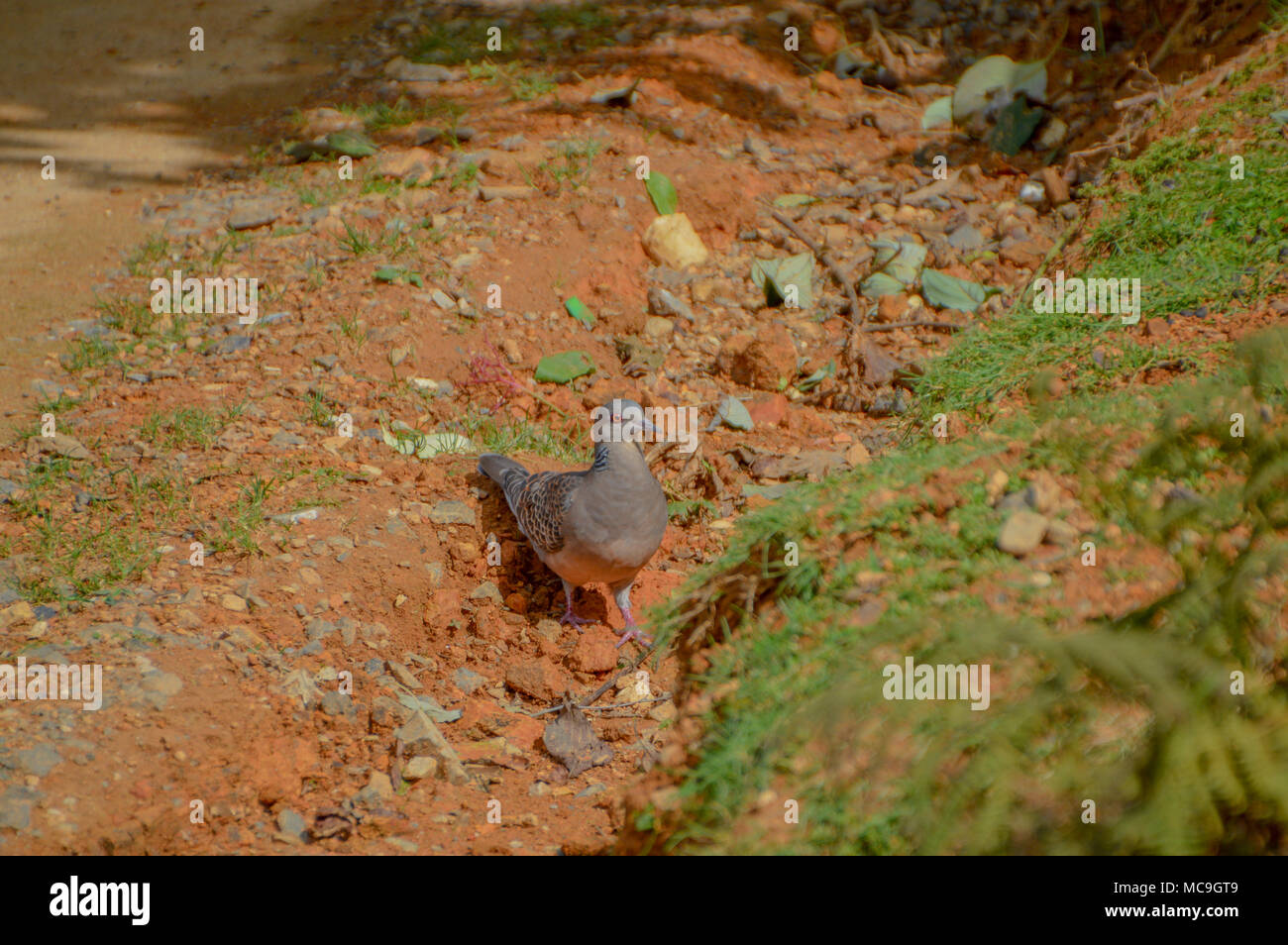Pigeon and turtle hi-res stock photography and images - Alamy