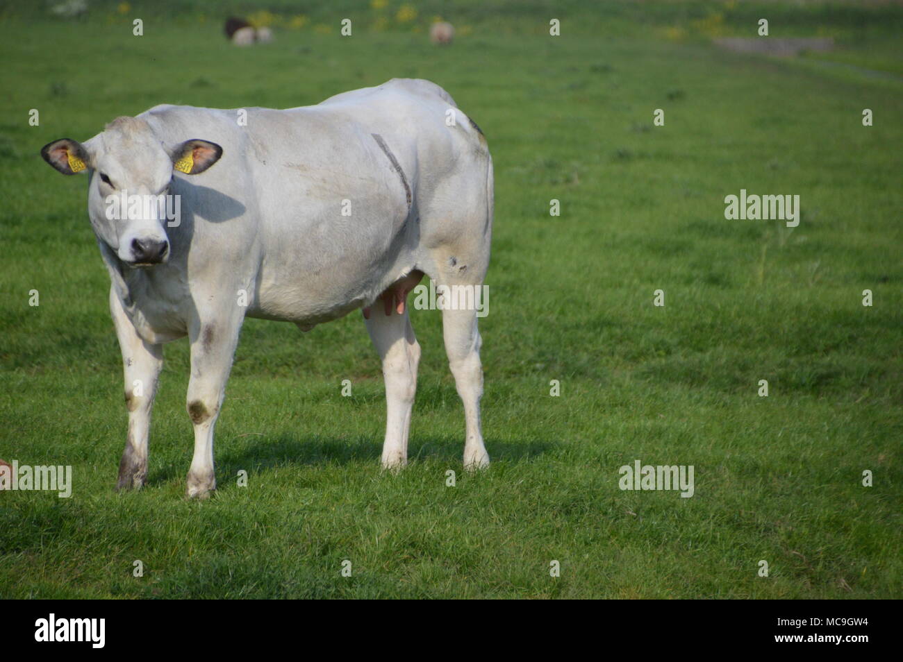 White cow hi-res stock photography and images - Alamy