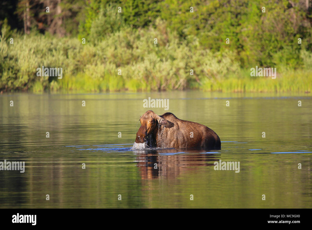 Moose lake hi-res stock photography and images - Alamy