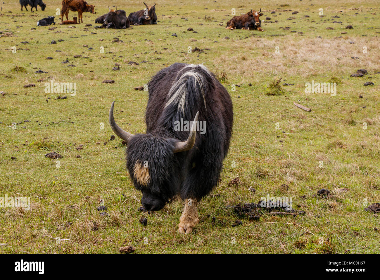 Yak eating grass nature view in Pudacuo national park in Shangri La ...