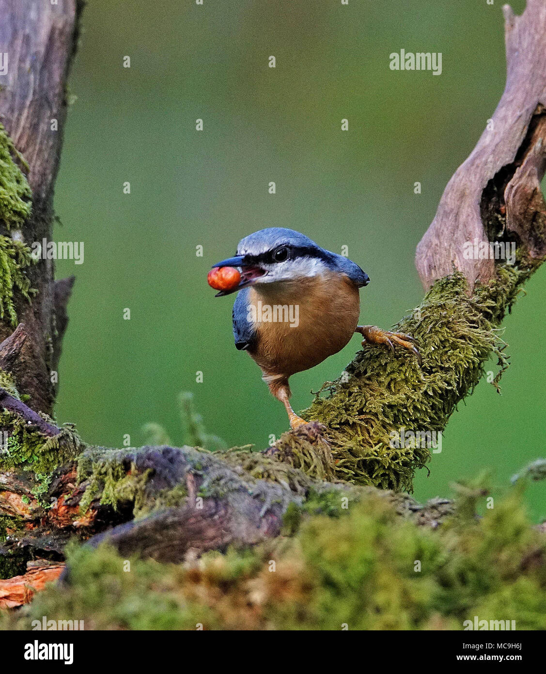 Adult eurasian nuthatch hi-res stock photography and images - Alamy