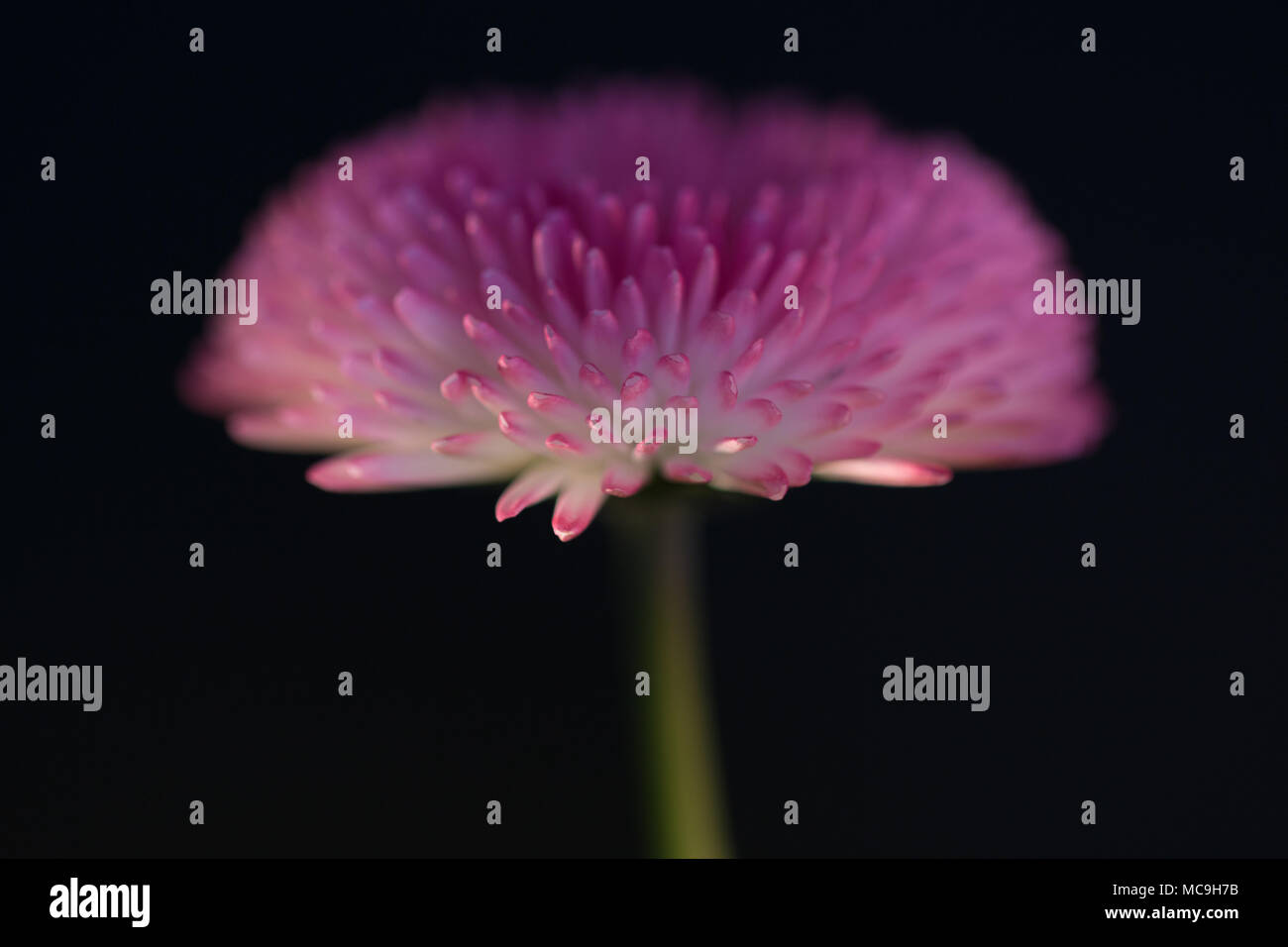 Bellis, 'Planet Rose', Bellis Perennis detailed side view showing ...
