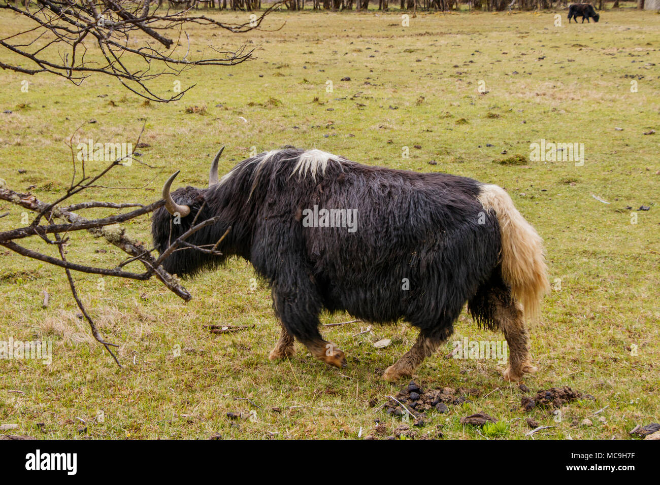 Yak eating grass nature view in Pudacuo national park in Shangri La ...