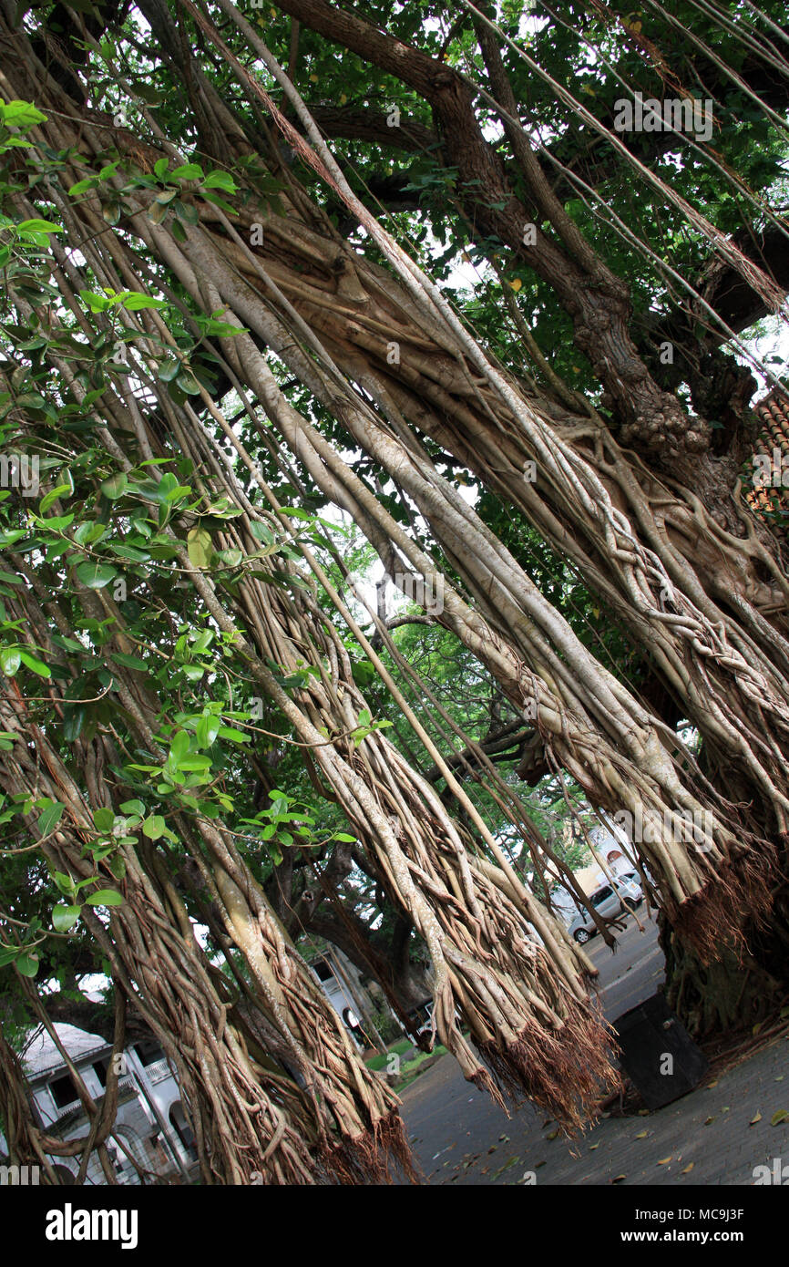 Tree with aerial roots hi-res stock photography and images - Alamy