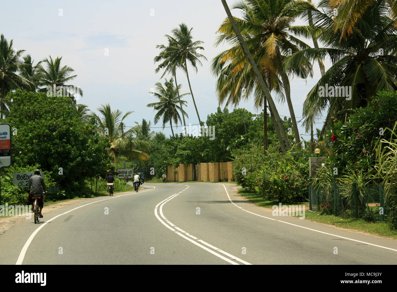 Highway from Colombo to Galle, lined with coconut palms along the road ...