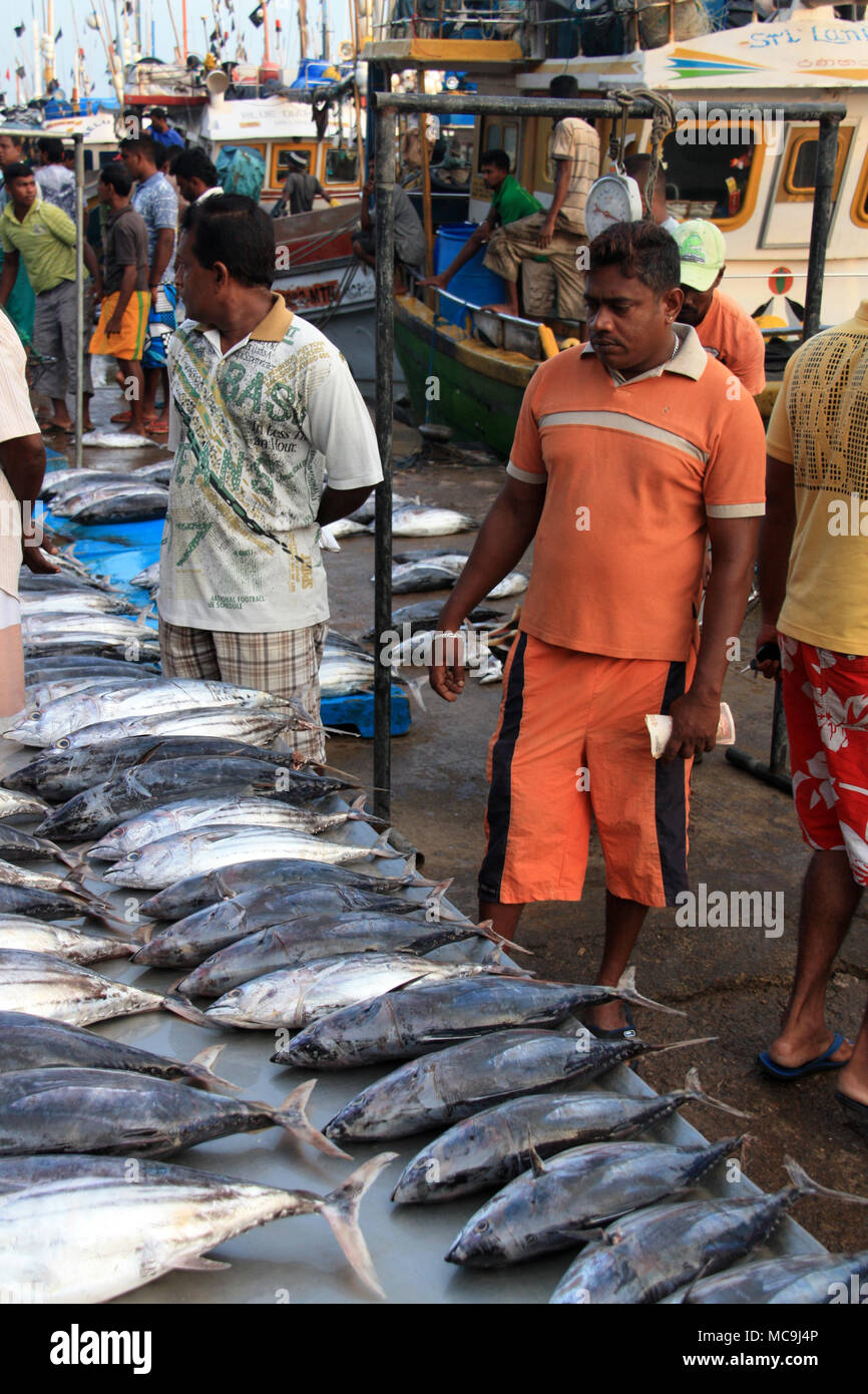 Skipjack tuna hi-res stock photography and images - Alamy