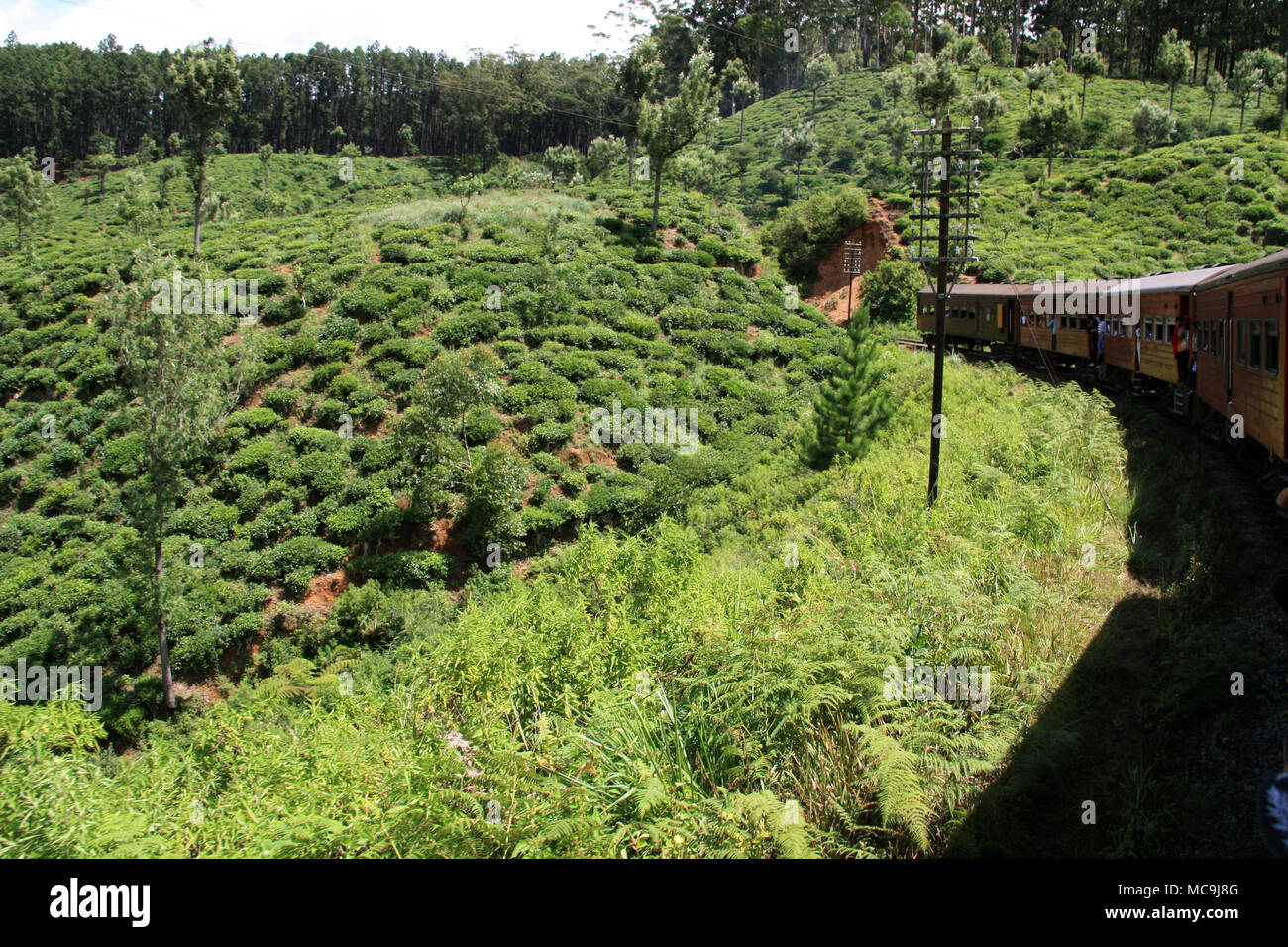 Indian train tea plantations hi-res stock photography and images - Alamy