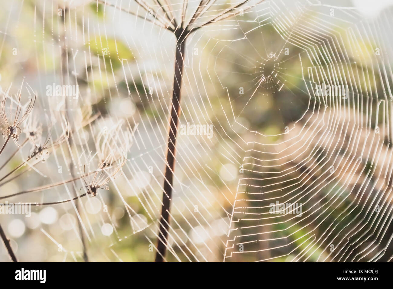 Pastel spider hi-res stock photography and images - Alamy