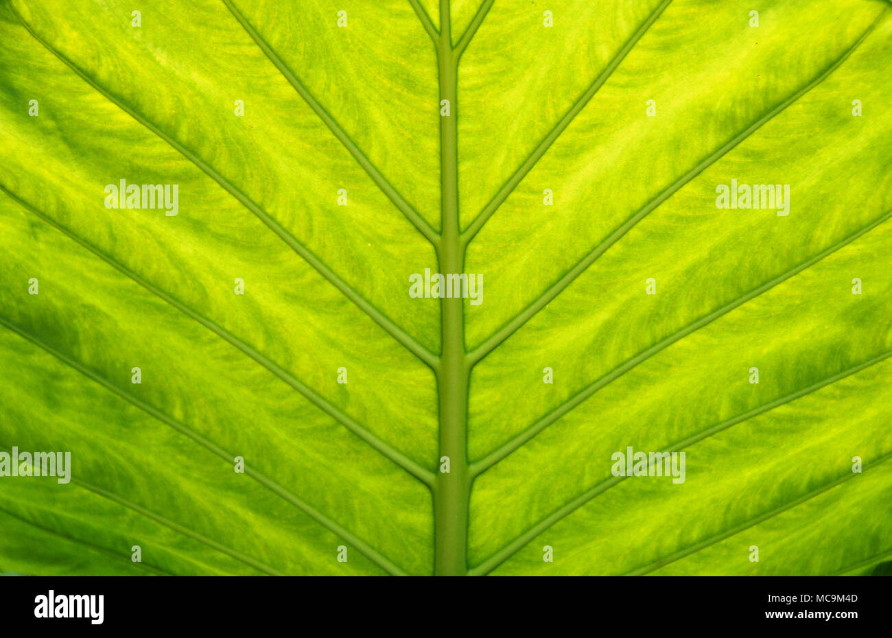 Interesting leaf pattern hi-res stock photography and images - Alamy