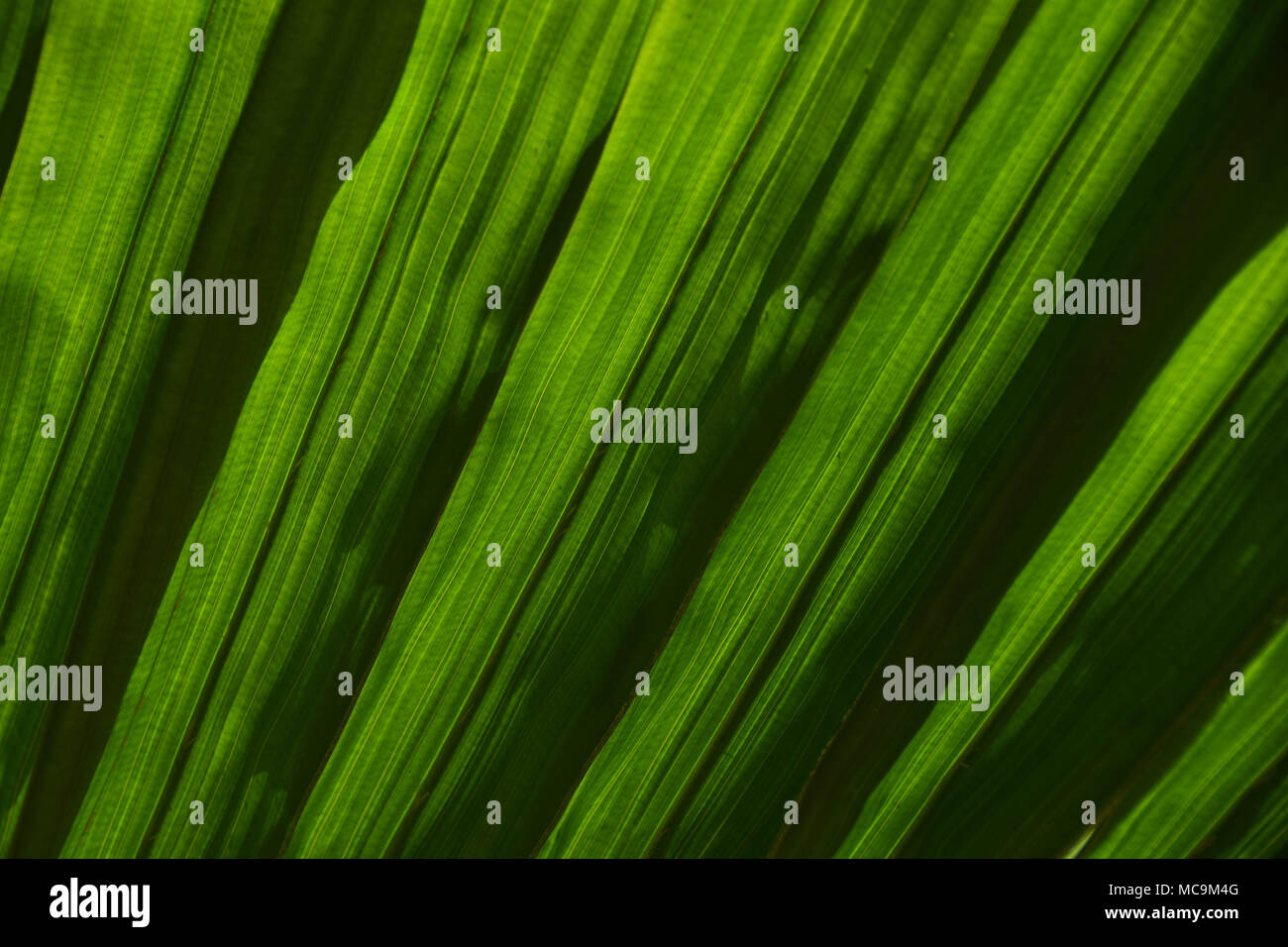 Plant veins hi-res stock photography and images - Alamy