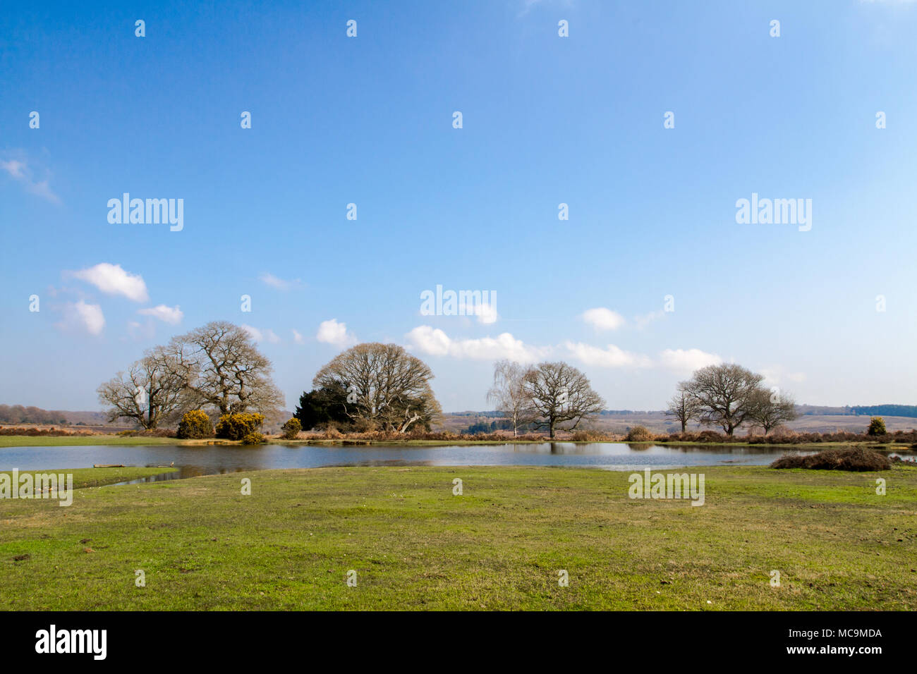 Mogshade Pond, New Forest Stock Photo - Alamy