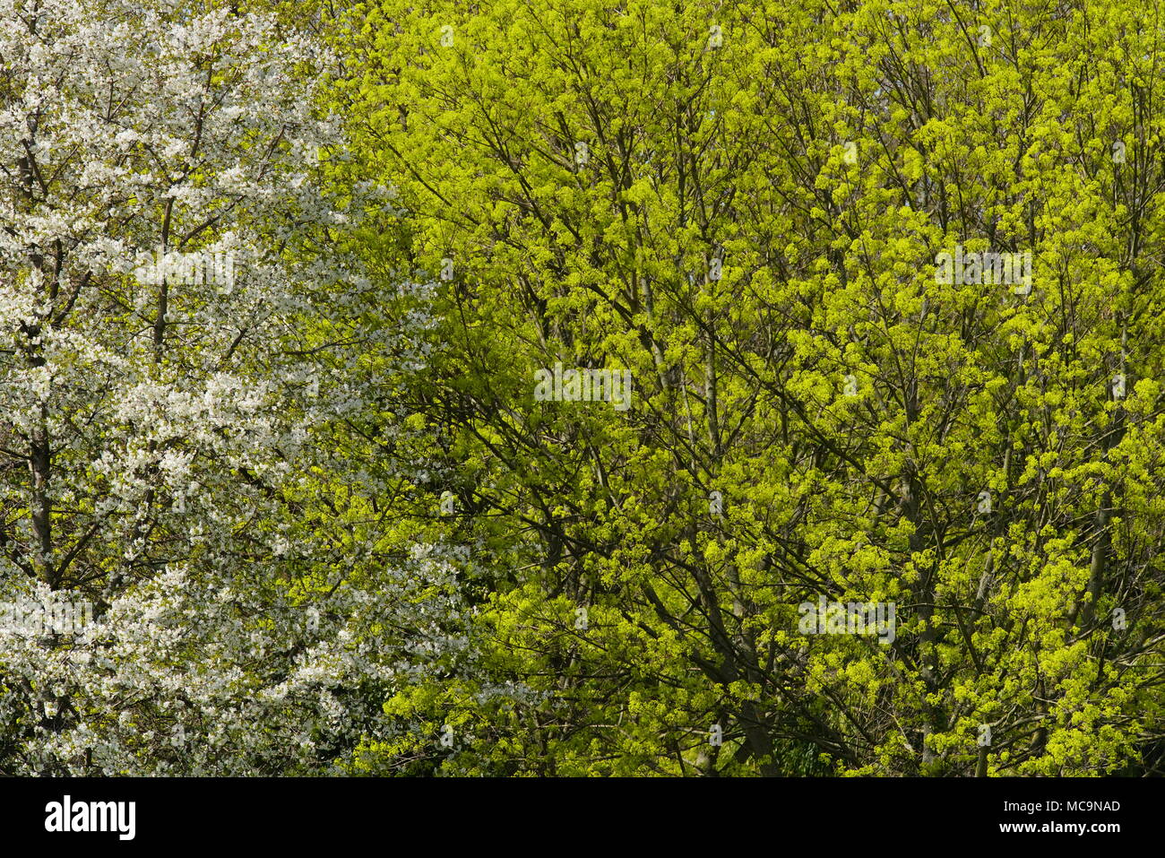Trees in spring colours Basel Canton, Switzerland Stock Photo - Alamy