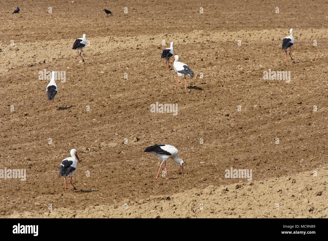 Many white storks ciconia ciconia hi-res stock photography and images ...