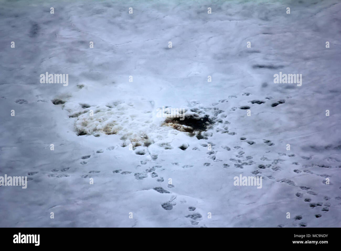 87 degrees latitude hi-res stock photography and images - Alamy