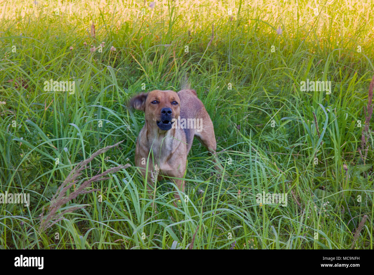 small mongrel dog on walk in meadow. Varied behavior of domestic ...