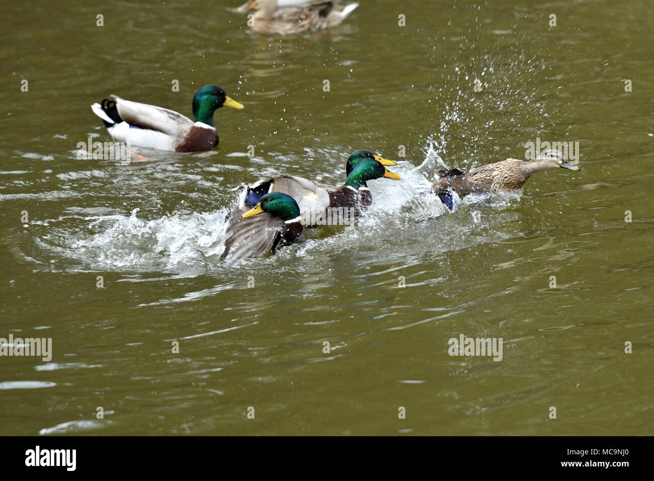 wild ducks make a landing and fly up over the river in the winter Stock ...