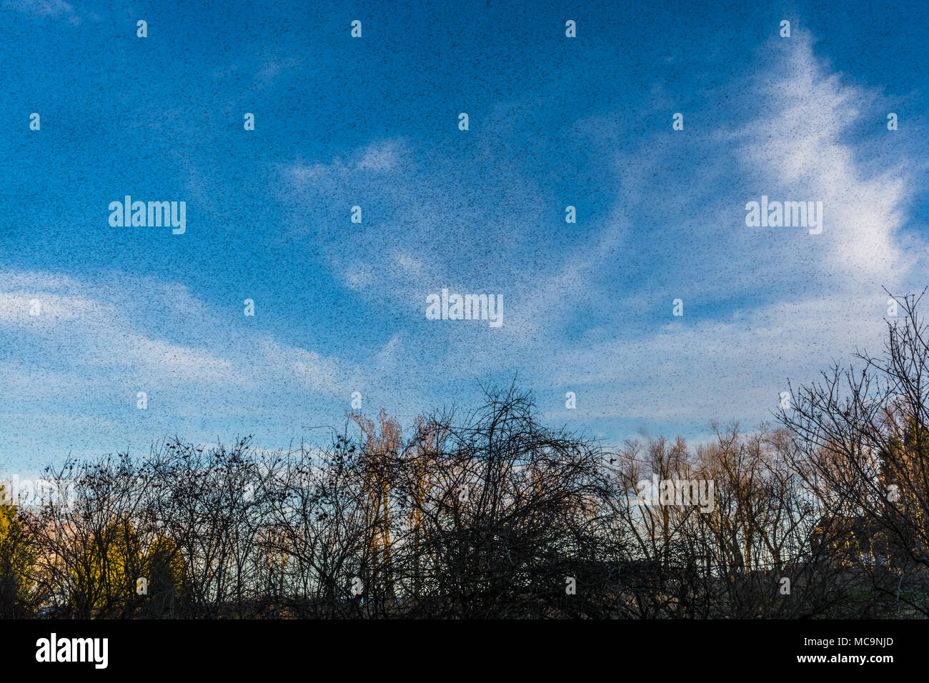 Mosquitoes swarm hi-res stock photography and images - Alamy