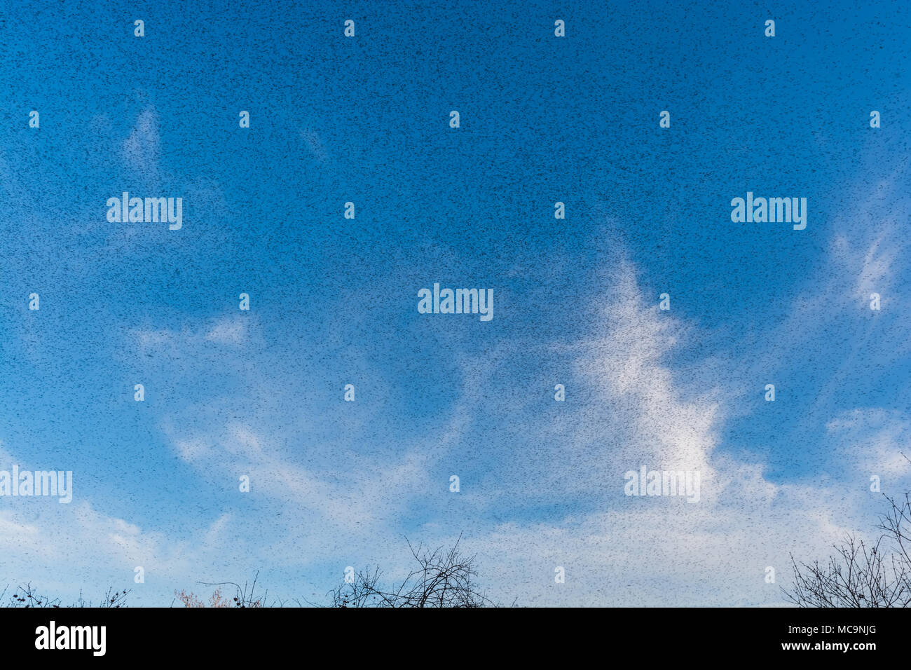 Mosquitoes swarm hi-res stock photography and images - Alamy