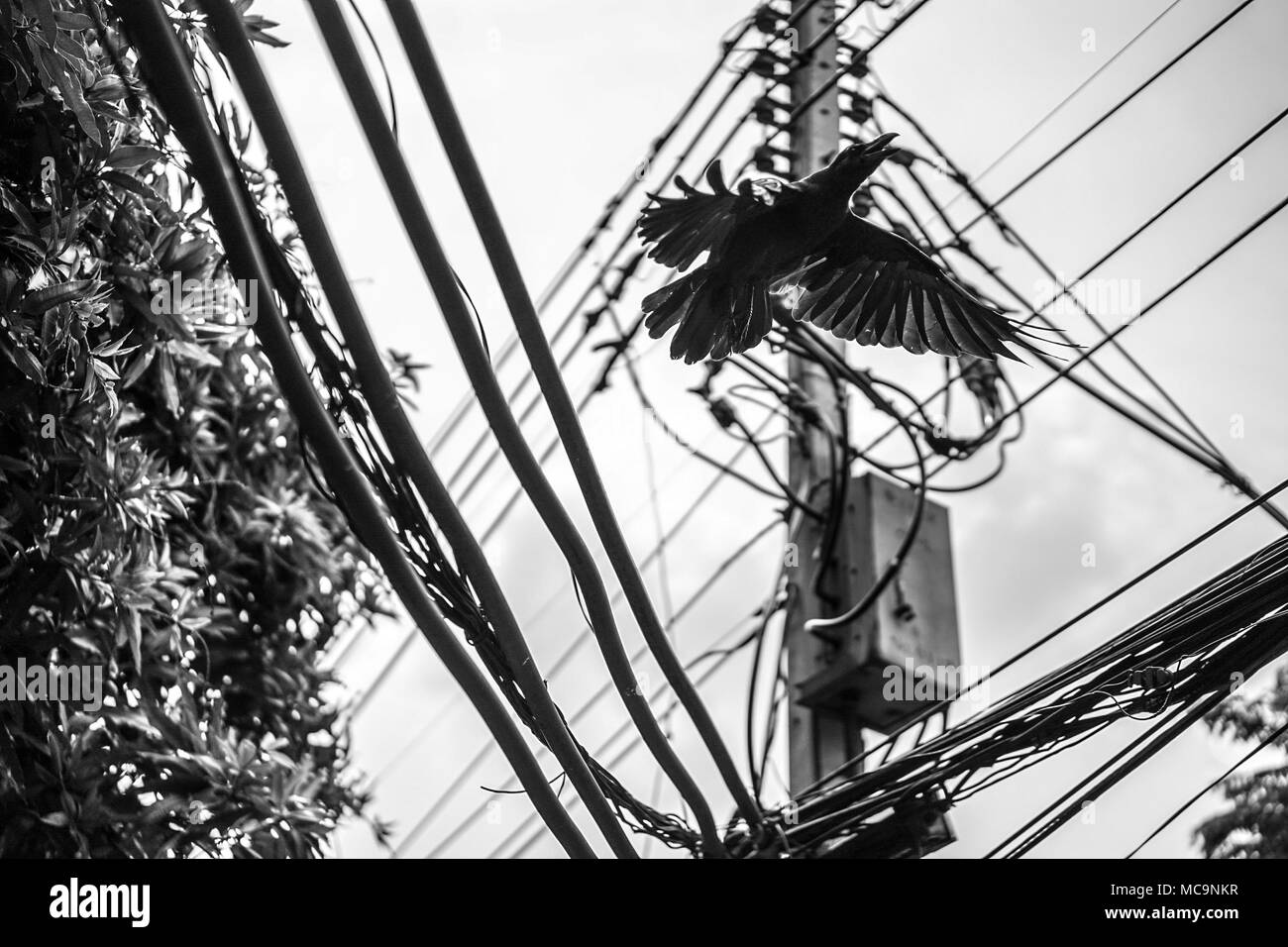 Crow on electricity wire hi-res stock photography and images - Alamy