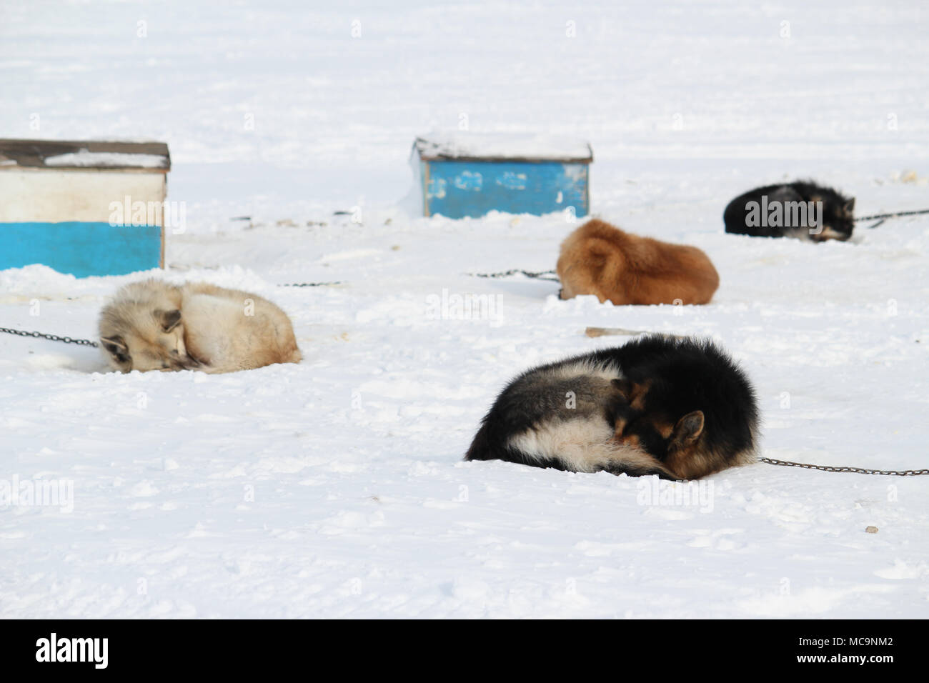 Dog sleeping curled up isolated hi-res stock photography and images - Alamy