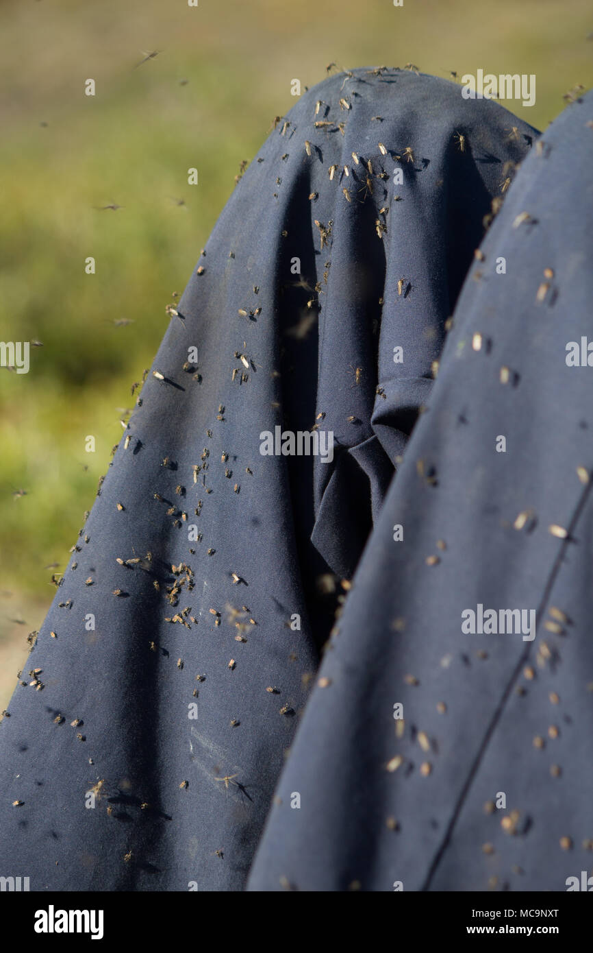 Close-up of mosquitoes covering man's legs, as he is laying in the ...