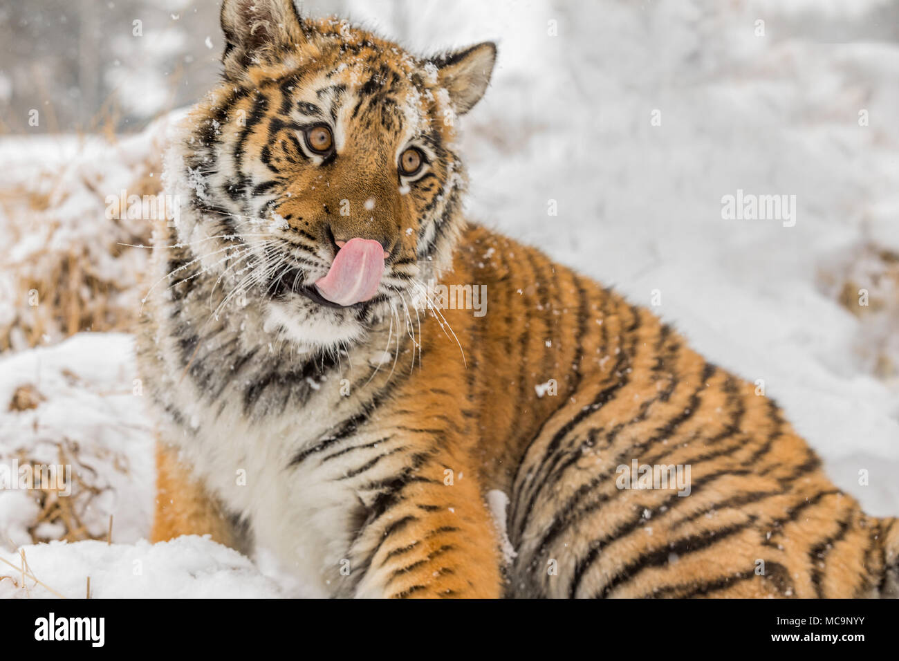 Siberian tiger in the winter taiga. Siberian tiger lying in snow in a ...