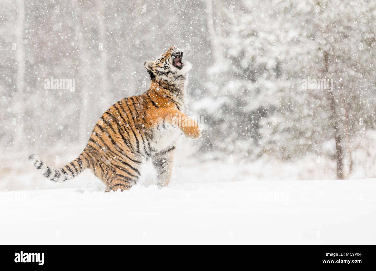 Siberian tiger jump in snow in a winter taiga. Tiger in wild winter ...