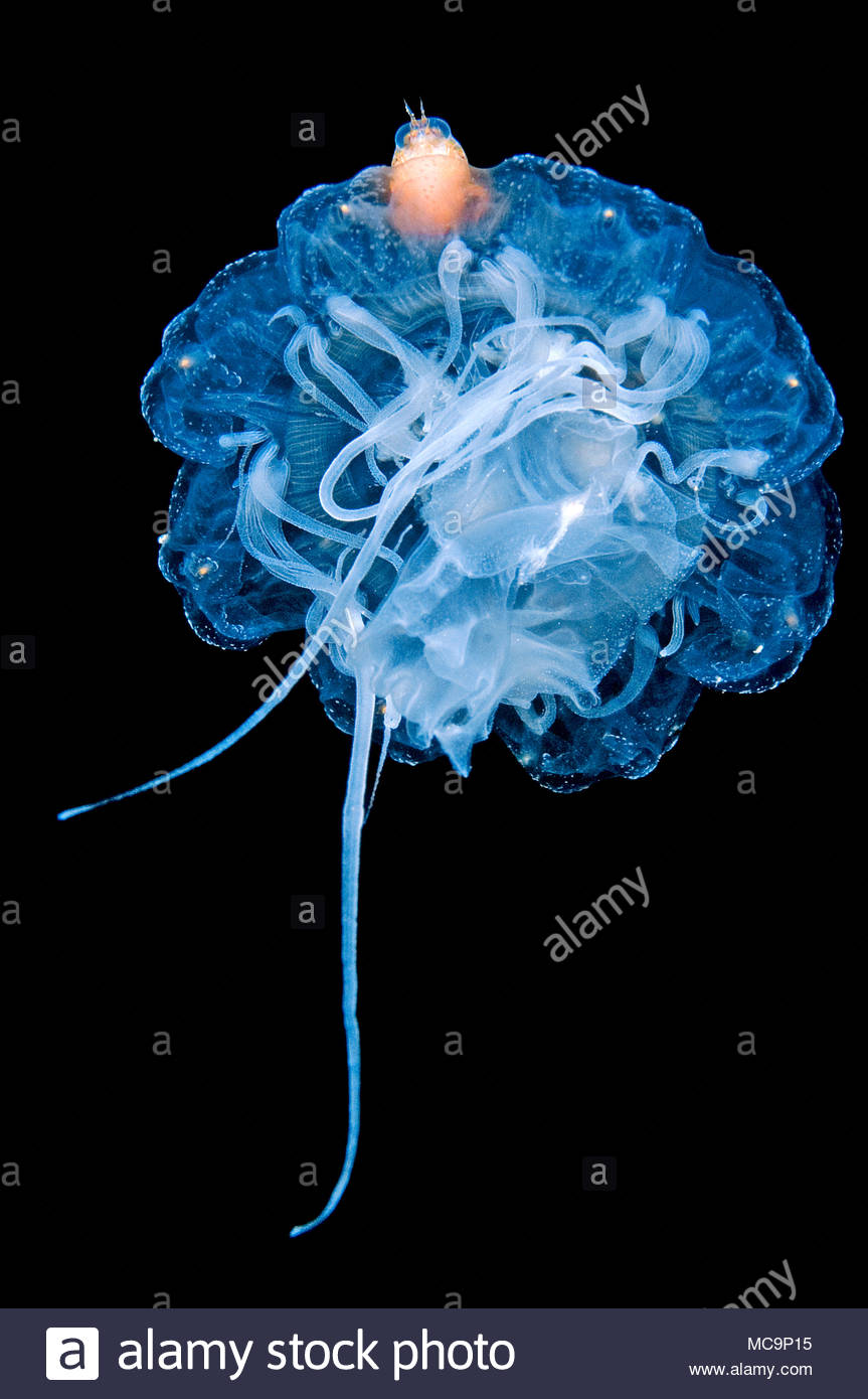 Symbiosis Stock Photos & Symbiosis Stock Images - Alamy