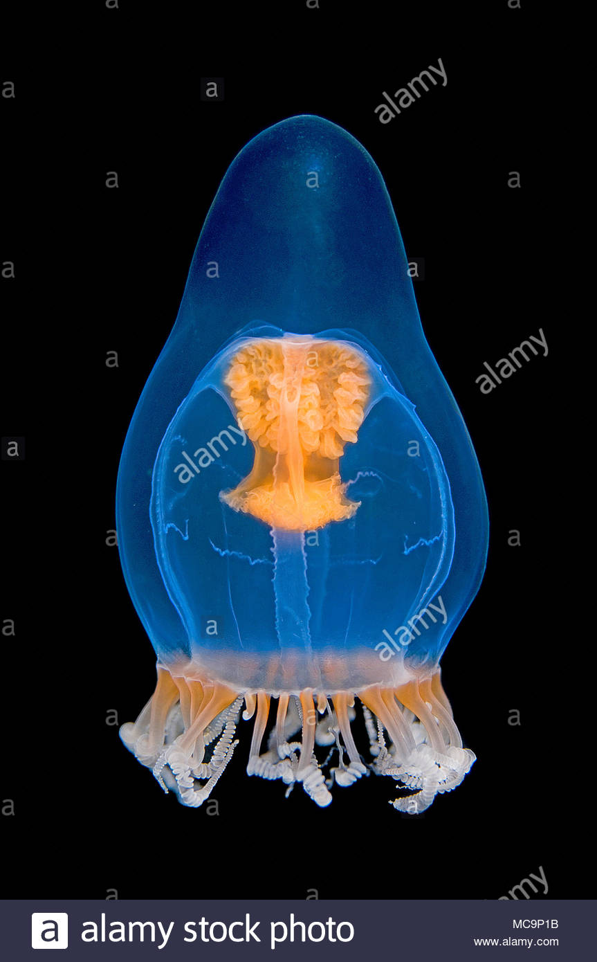 Hydromedusae Stock Photos & Hydromedusae Stock Images - Alamy