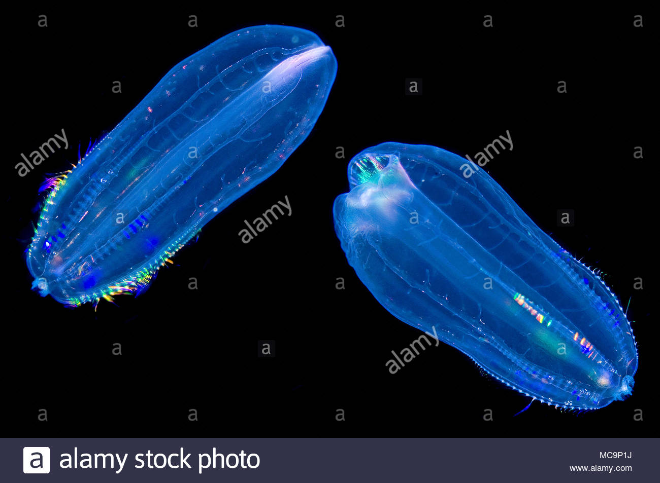 Comb Jellyfish Stock Photos & Comb Jellyfish Stock Images - Alamy