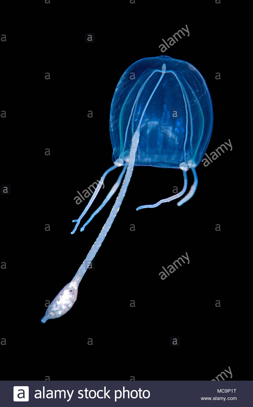 Hydrozoa Stock Photos & Hydrozoa Stock Images - Alamy