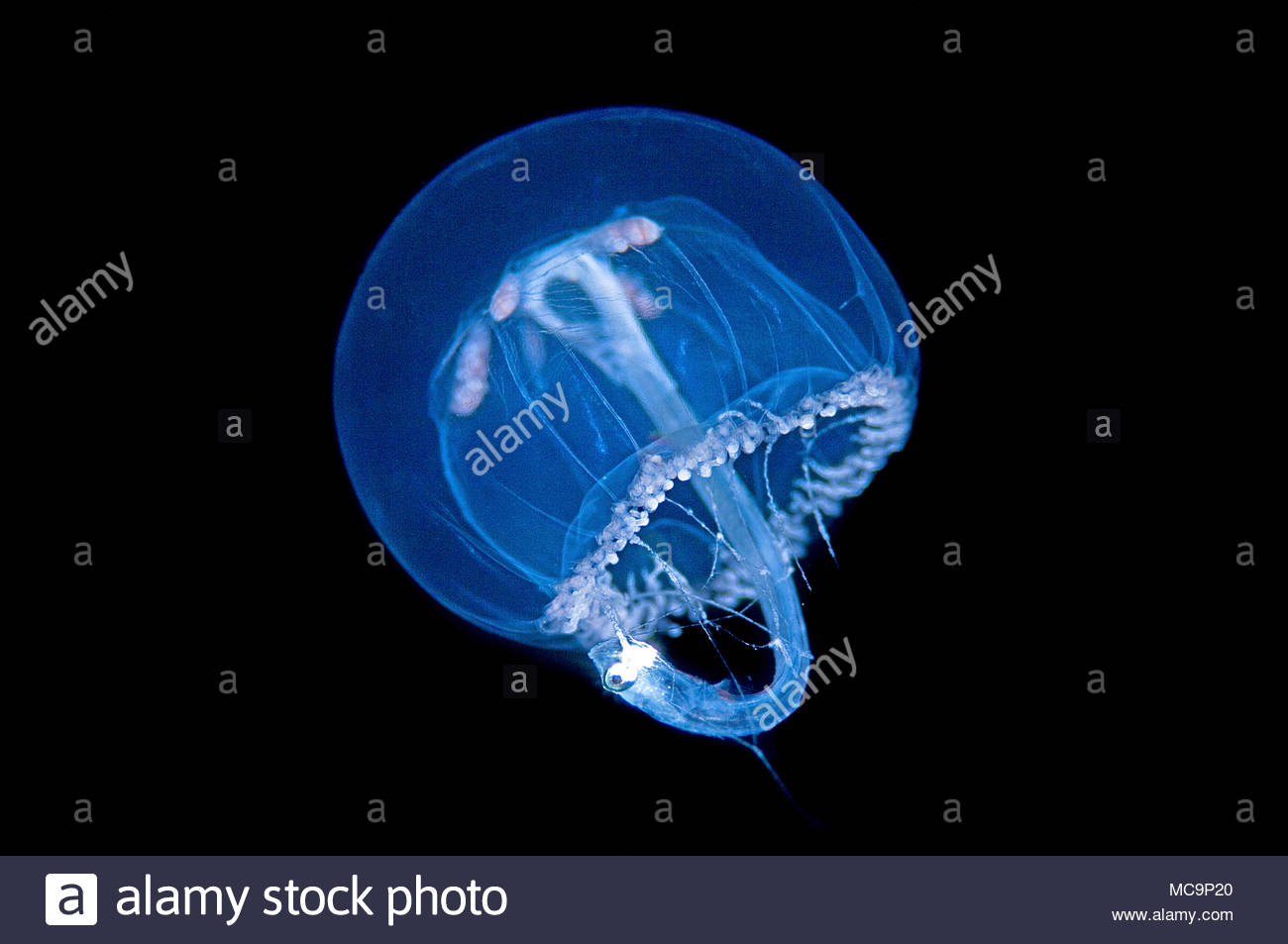 Herring Fish Stock Photos & Herring Fish Stock Images - Alamy