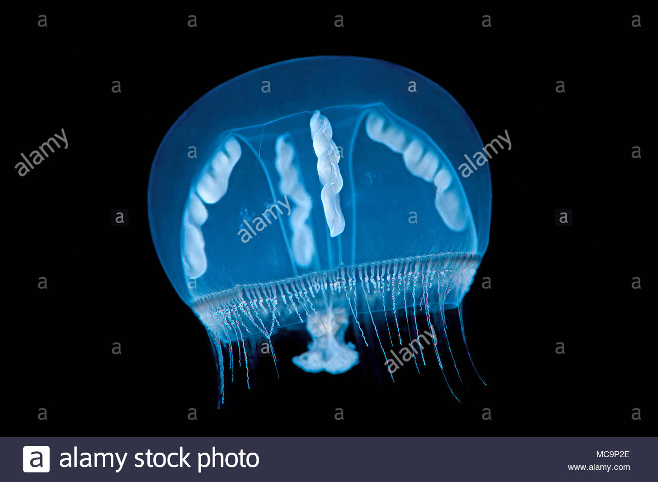 Hydrozoa Stock Photos & Hydrozoa Stock Images - Alamy